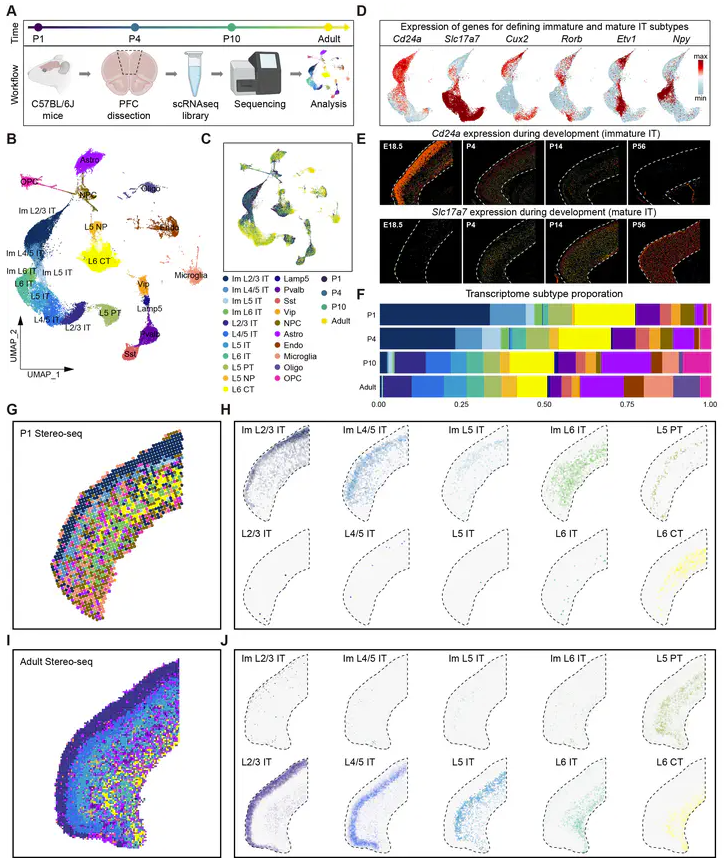Single-Cell Spatiotemporal Atlas of Mouse PFC | Xiaojuan Gou