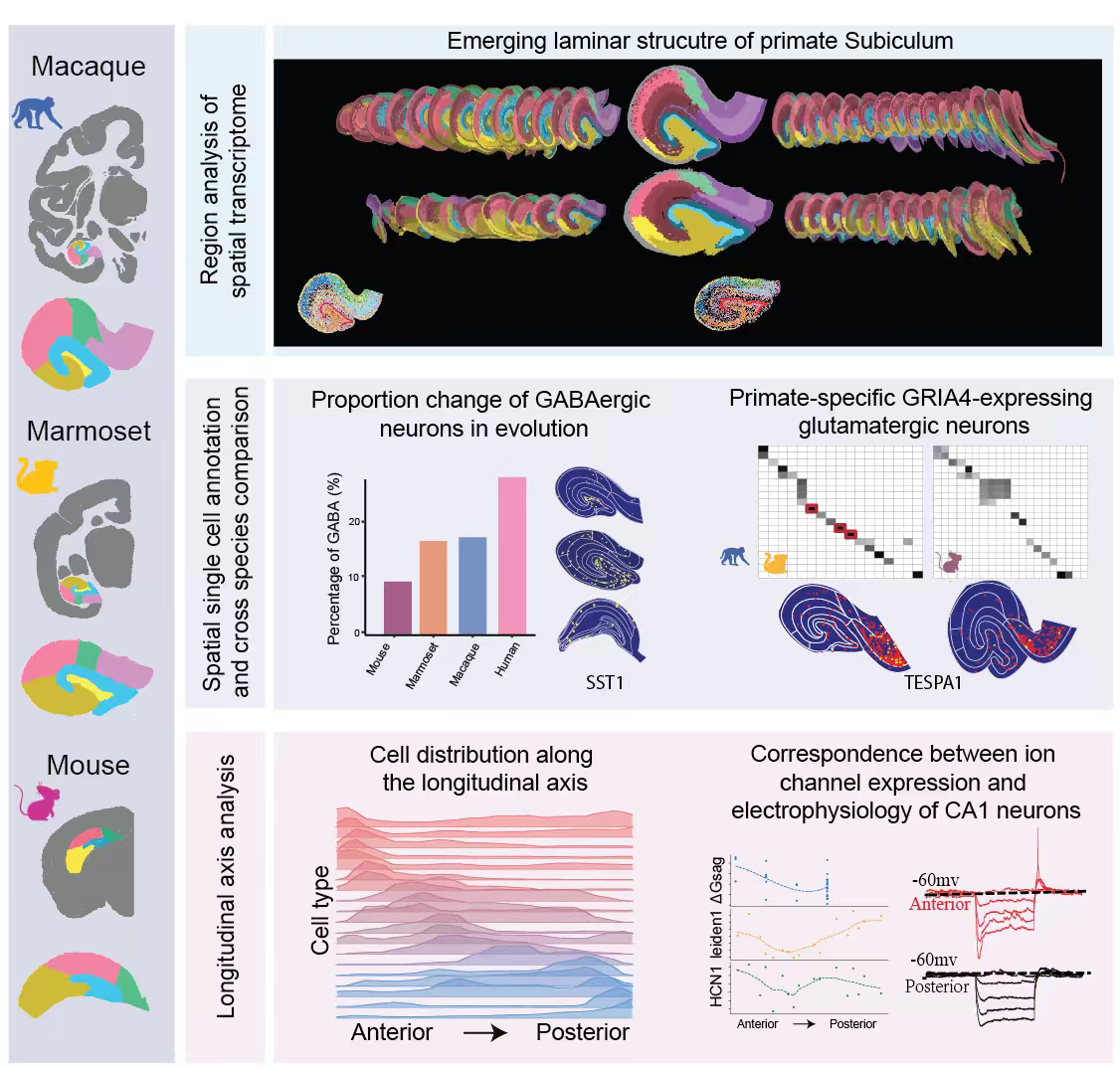 Evolutionary convergence and divergence of hippocampal cytoarchitecture ...
