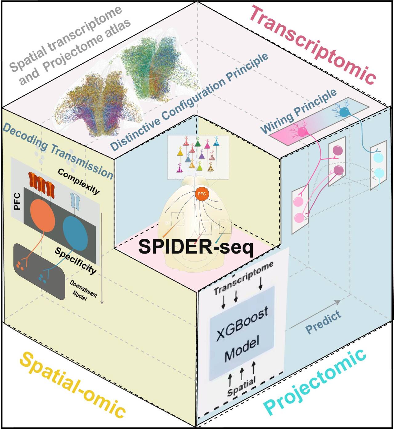 Organization of mouse prefrontal cortex subnetwork revealed by spatial ...