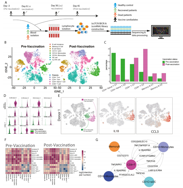 Single-cell transcriptome landscape and antigen receptor dynamic during ... Single-cell transcriptome landscape and antigen receptor dynamic during ...